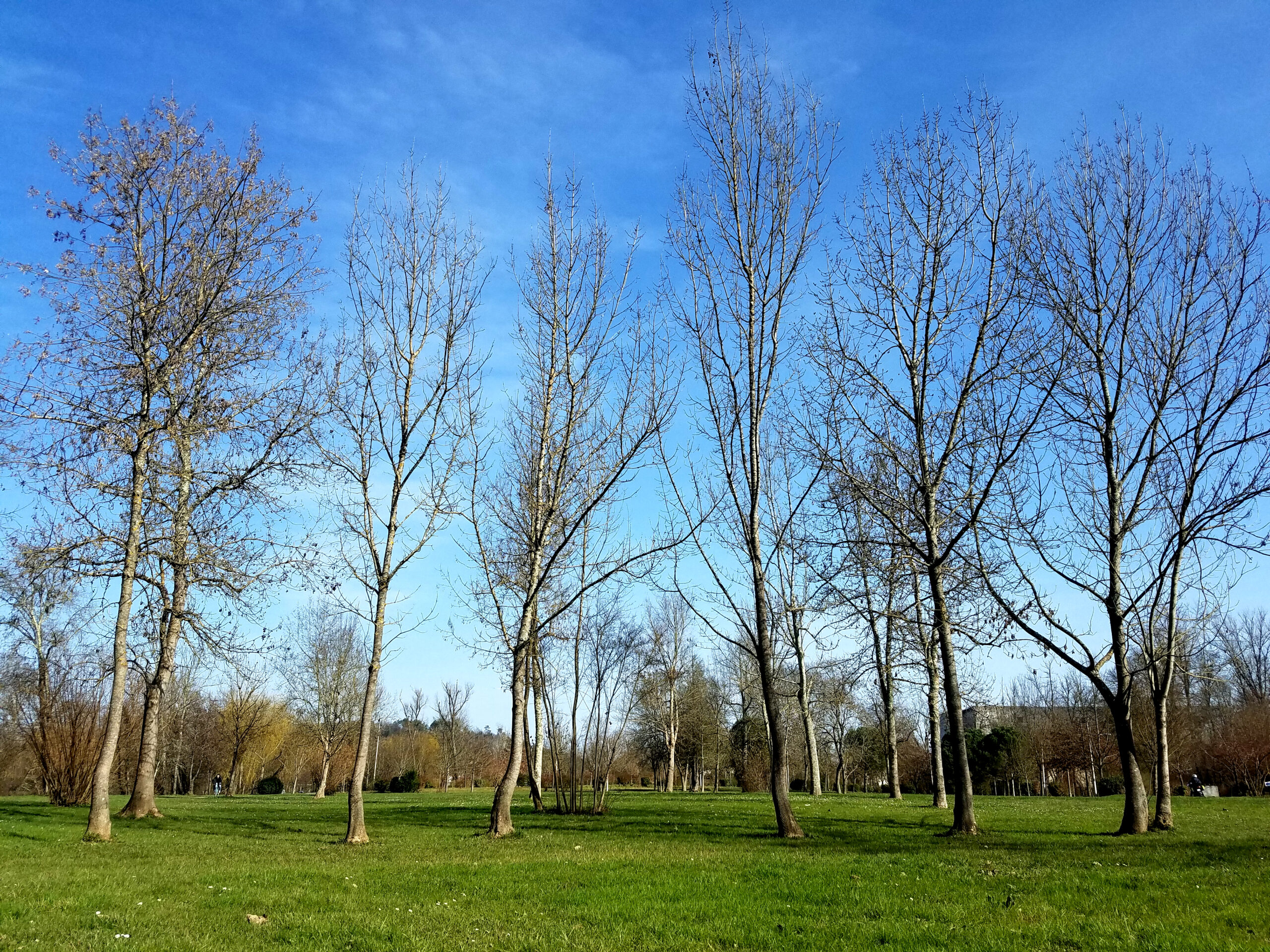 Concertation : Plantations plaine de l'Agora - Boulazac Isle Manoire